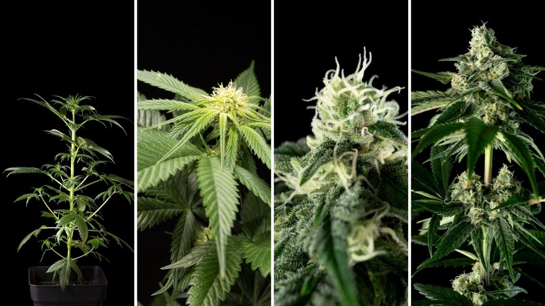 Autoflower Flowering Stages – CheebaPet, Inc.